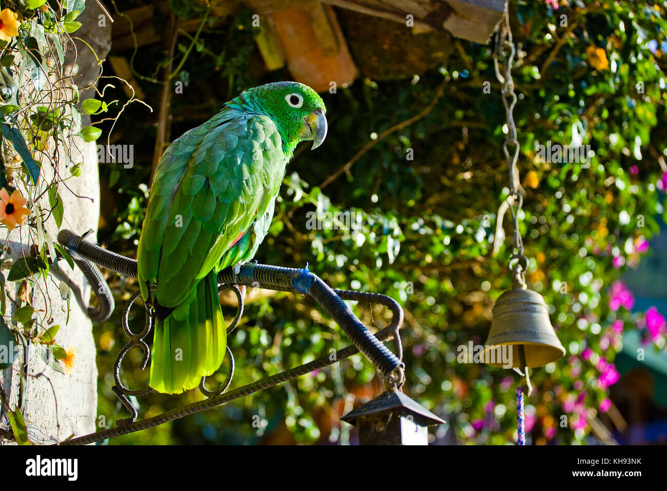 Green big parrot in the wild Stock Photo - Alamy