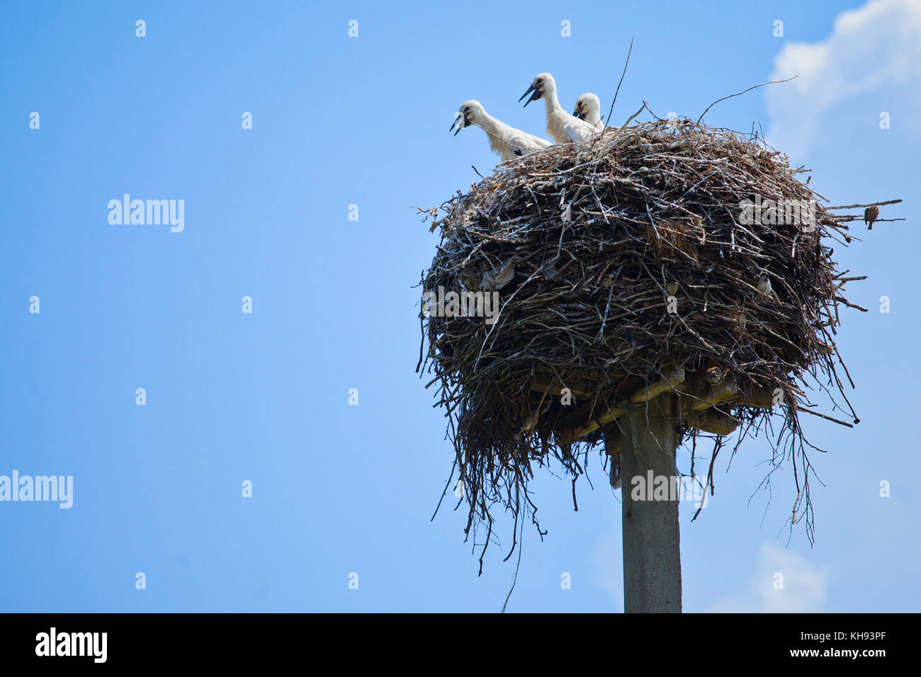 Baby storks in the wild Stock Photo - Alamy