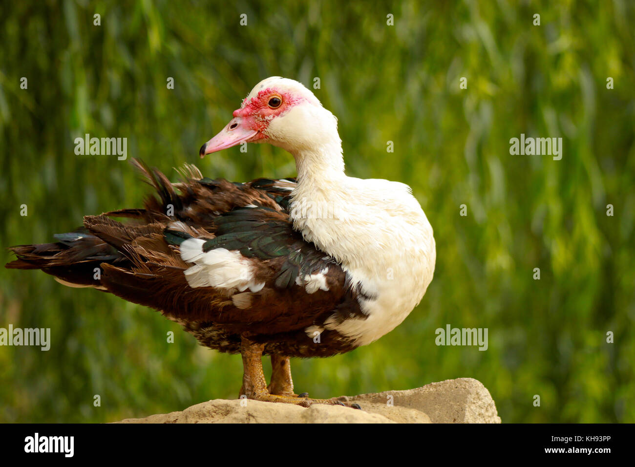 Duck portrait in the wild Stock Photo - Alamy