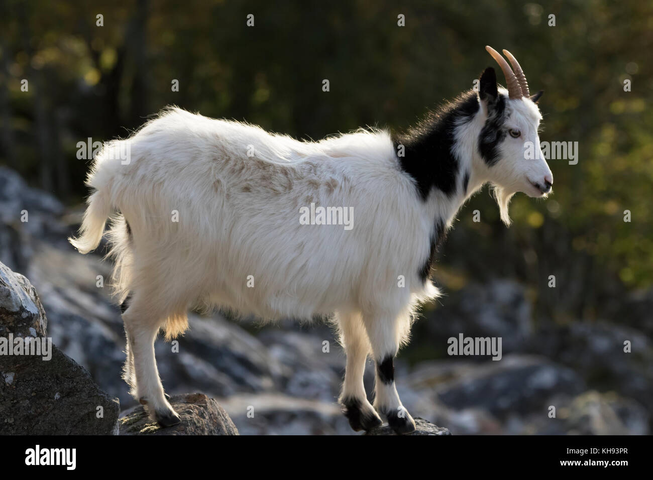 Feral goat in the highlands of scotland hi-res stock photography and ...