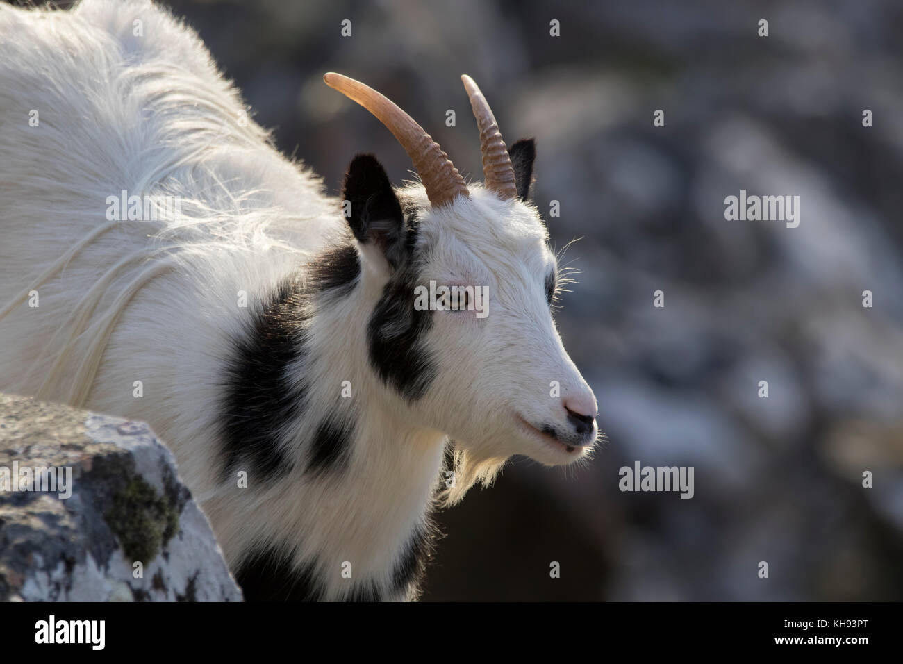 Domestic Goat Capra Hircus Male High Resolution Stock Photography and ...