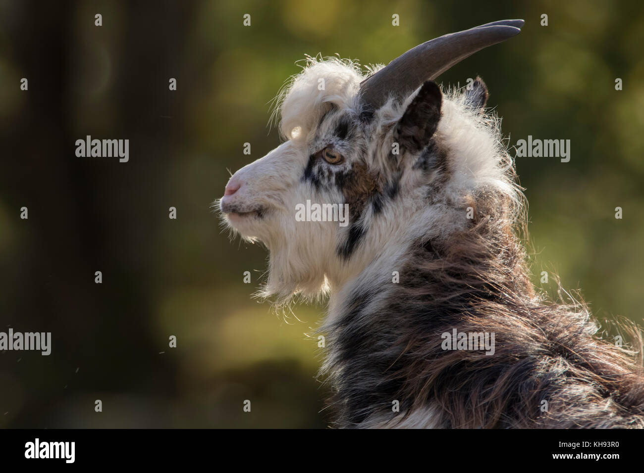 Old scottish goat hi-res stock photography and images - Alamy