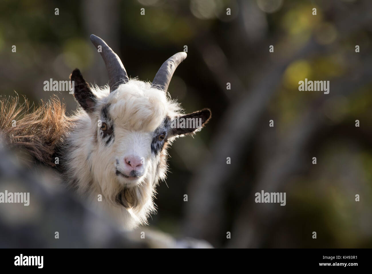 Male feral mountain goat hi-res stock photography and images - Alamy