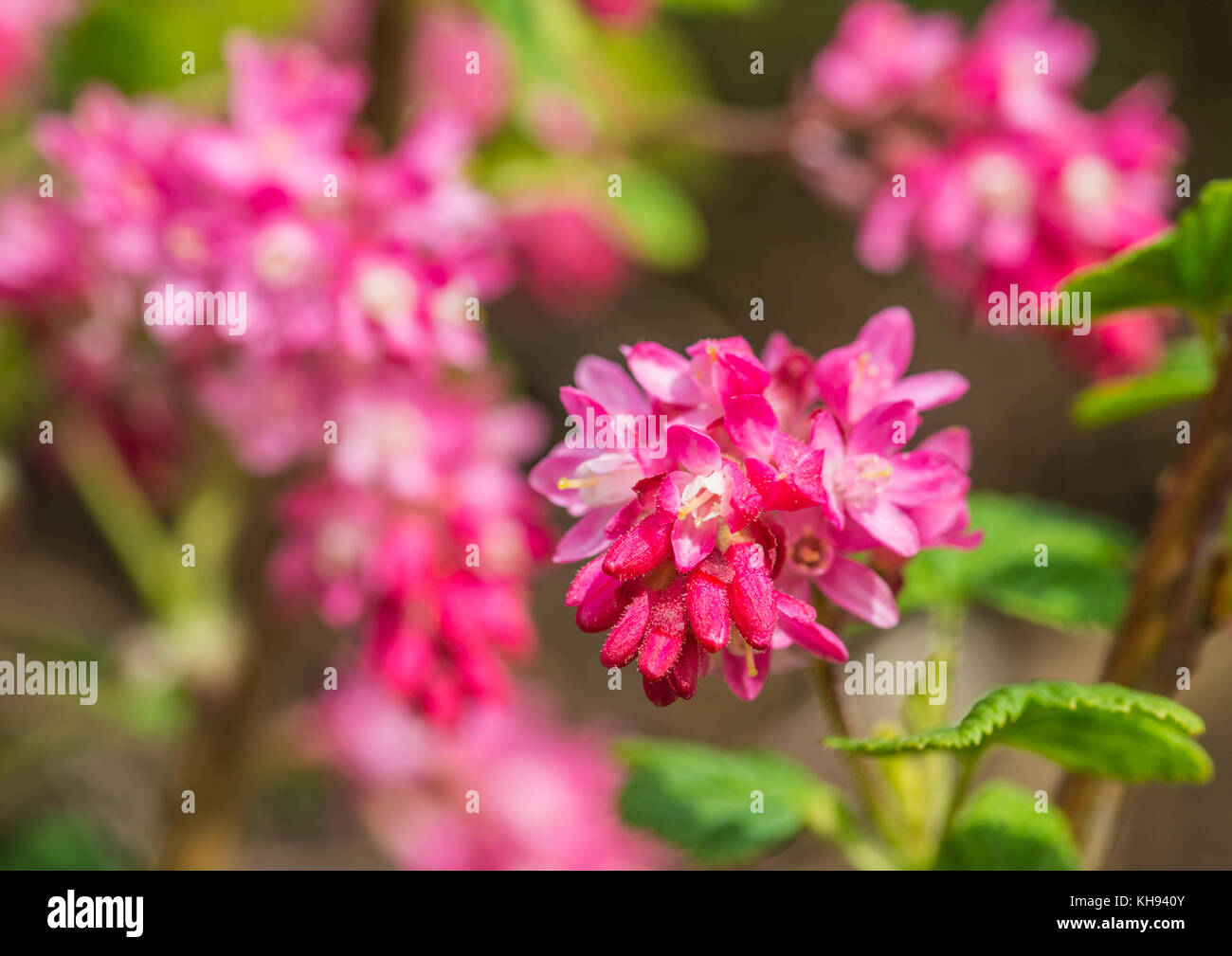 The pink springtime blooms of a flowering currant bush Stock Photo - Alamy