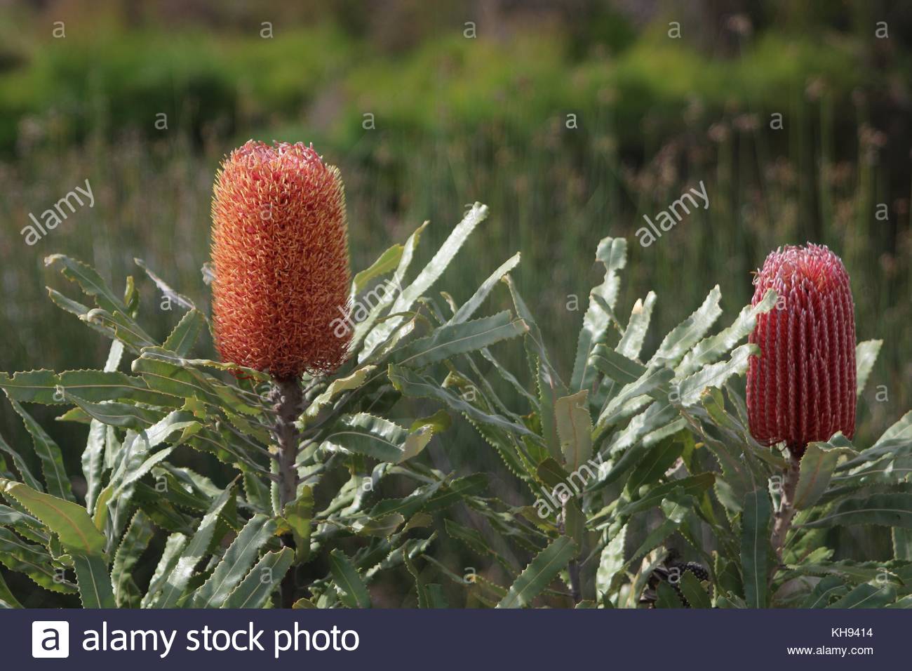 Australian Native Wild Flowers High Resolution Stock Photography and ...