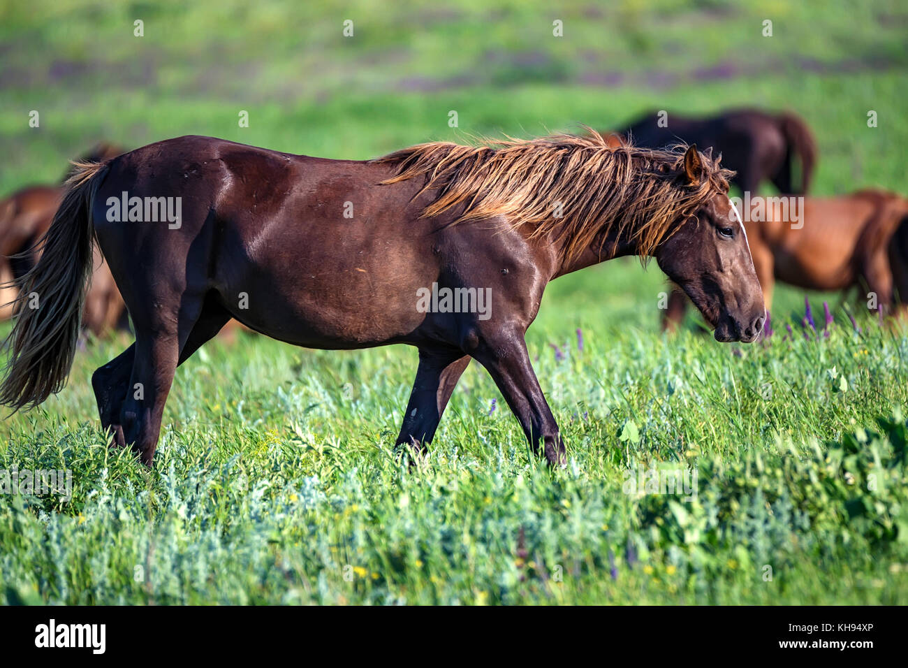 Wild foal and mare horses grazing on summer meadow Stock Photo - Alamy