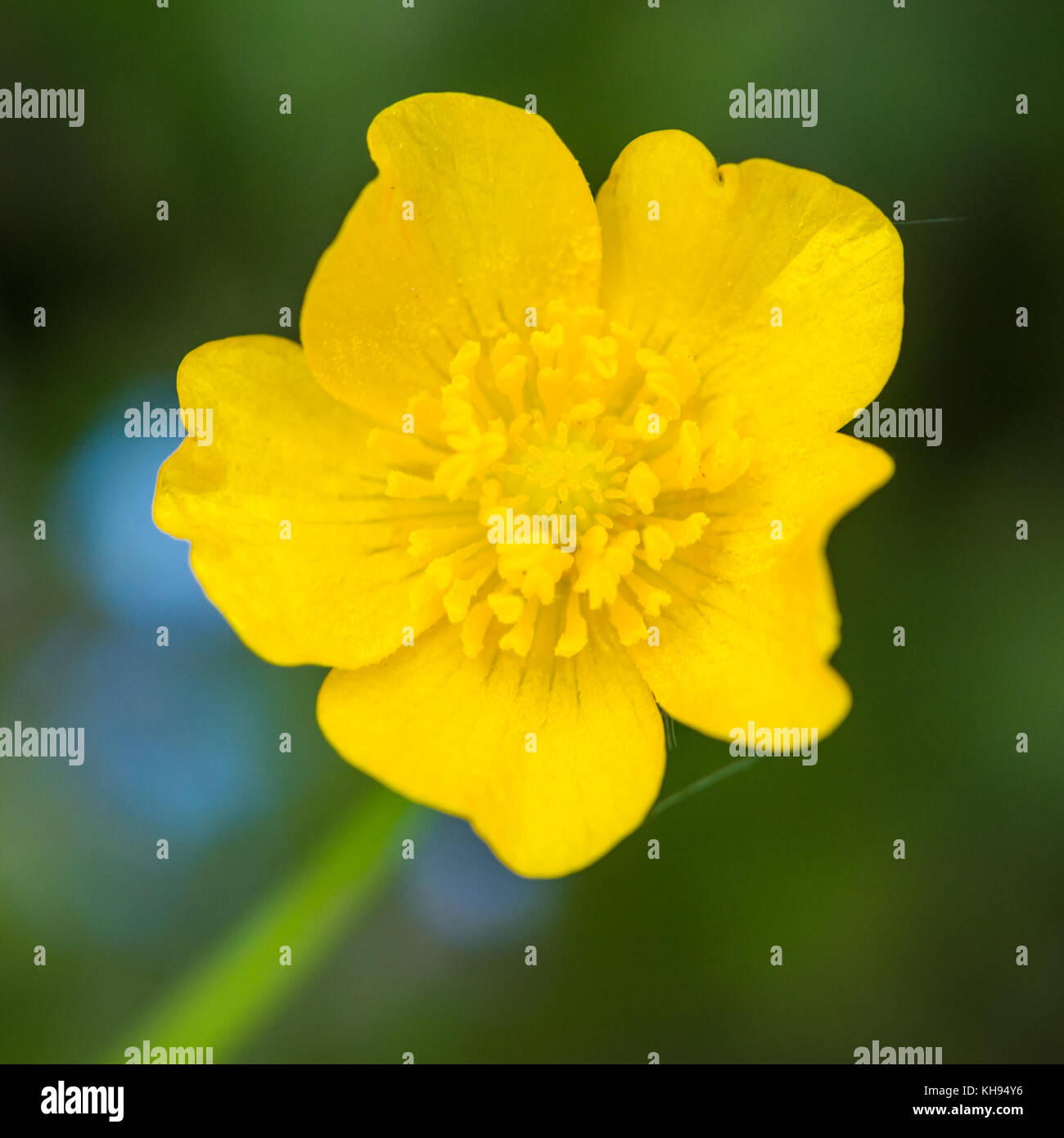 Yellow marsh marigold hi-res stock photography and images - Alamy