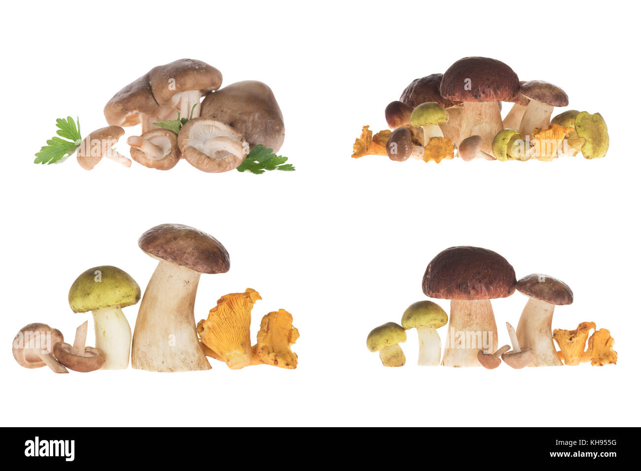 Different types of mushrooms Stock Photo - Alamy