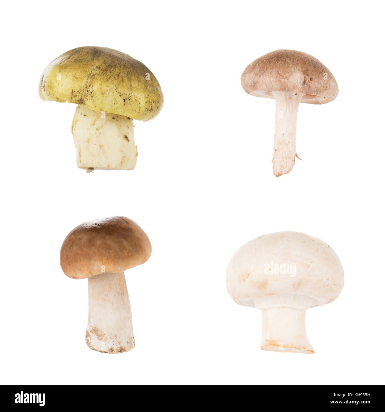 Different types of mushrooms Stock Photo - Alamy