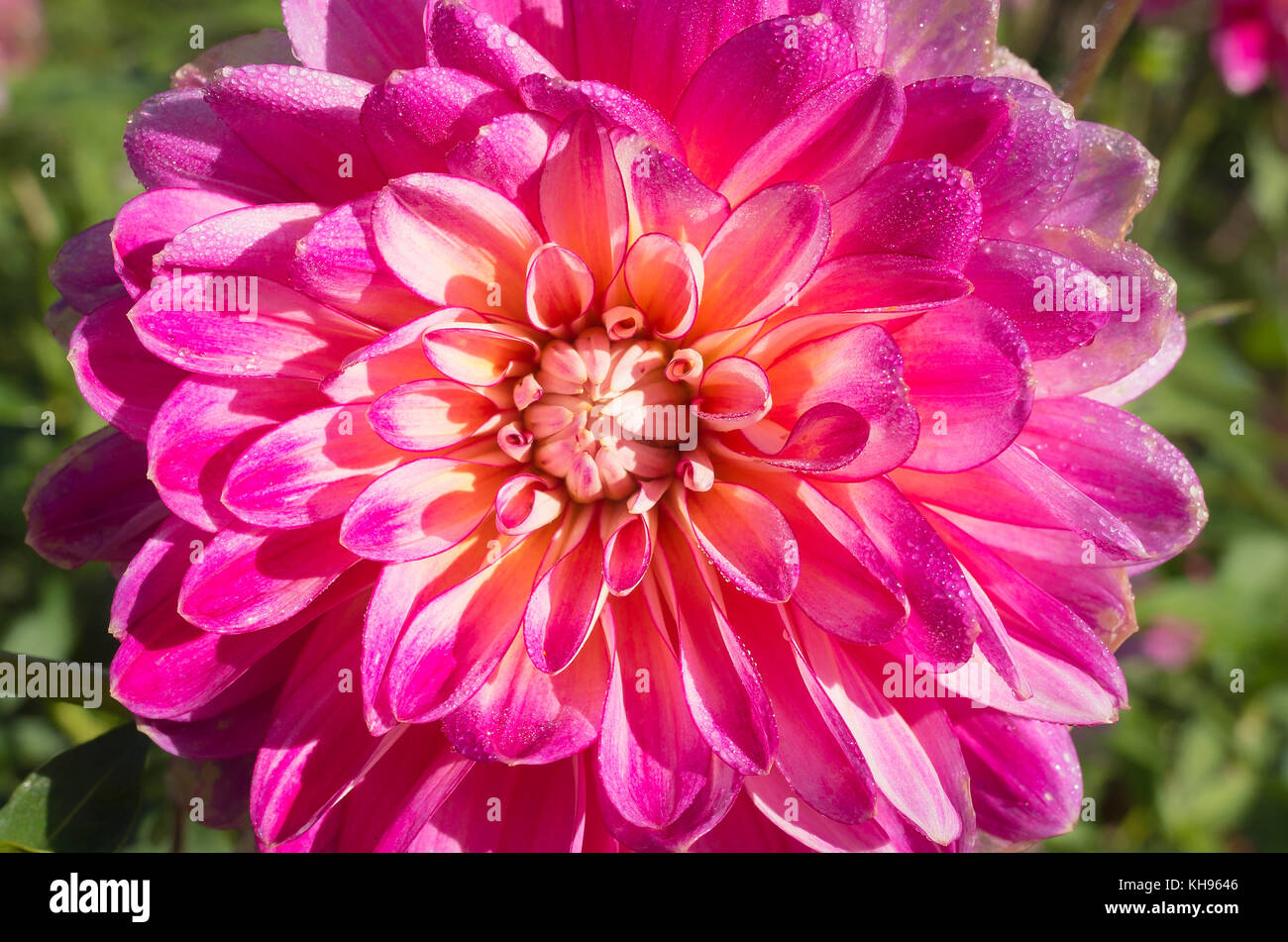 Kalinka hi-res stock photography and images - Alamy