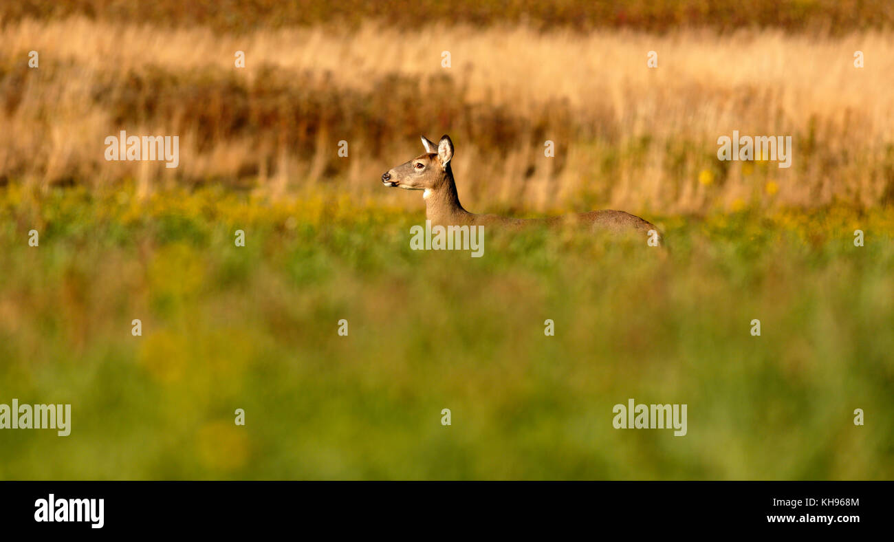 Partial profile of a white-tailed deer near Sussex, Kings County, New ...
