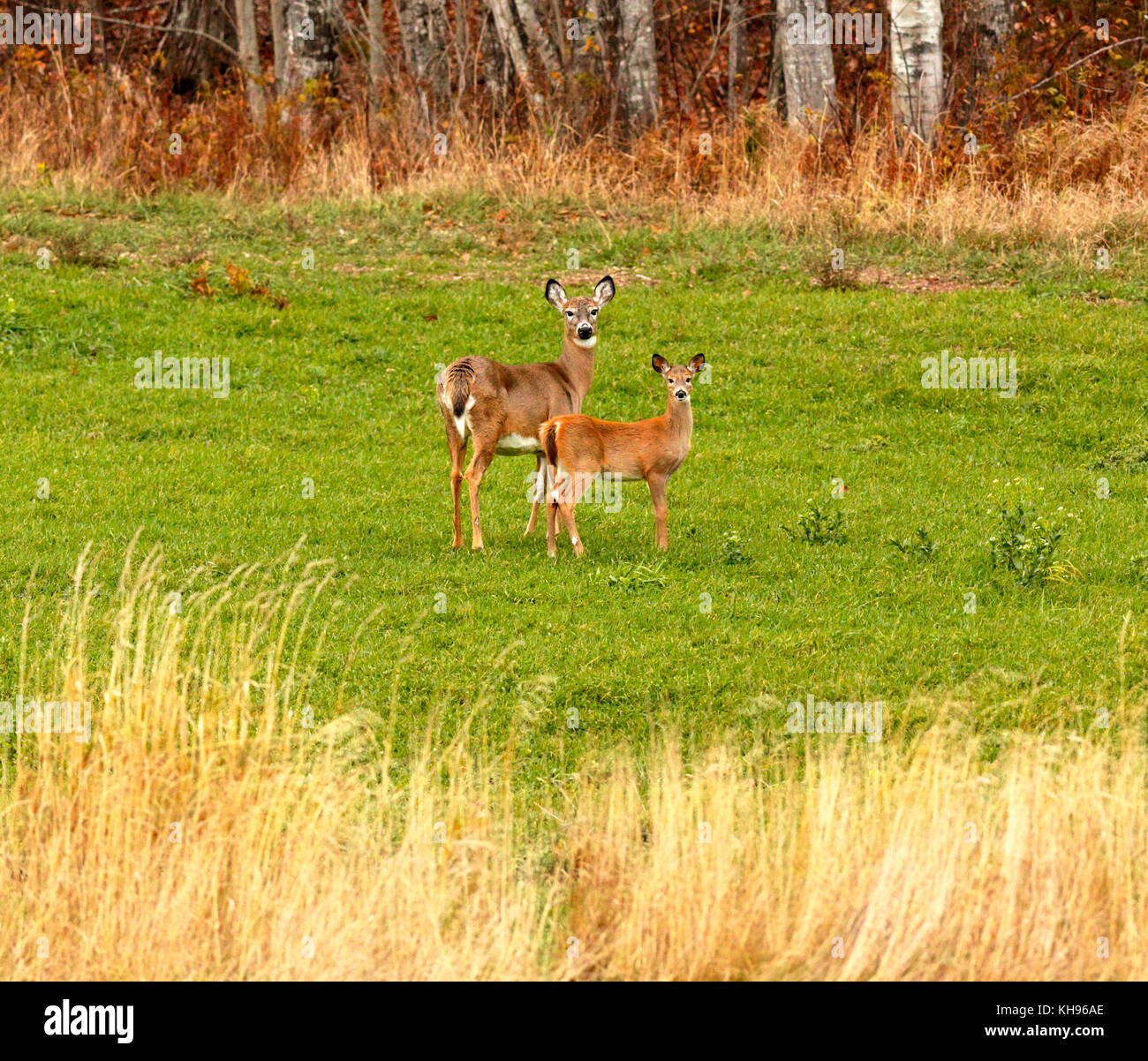 New brunswick deer hi-res stock photography and images - Alamy