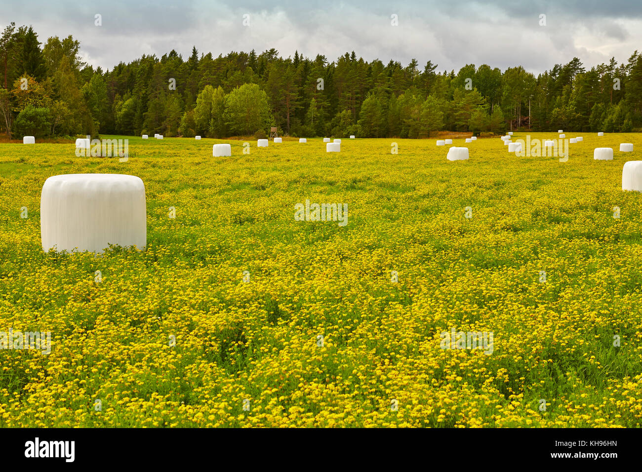 Packed silage on the countryside. Green and yellow landscape ...