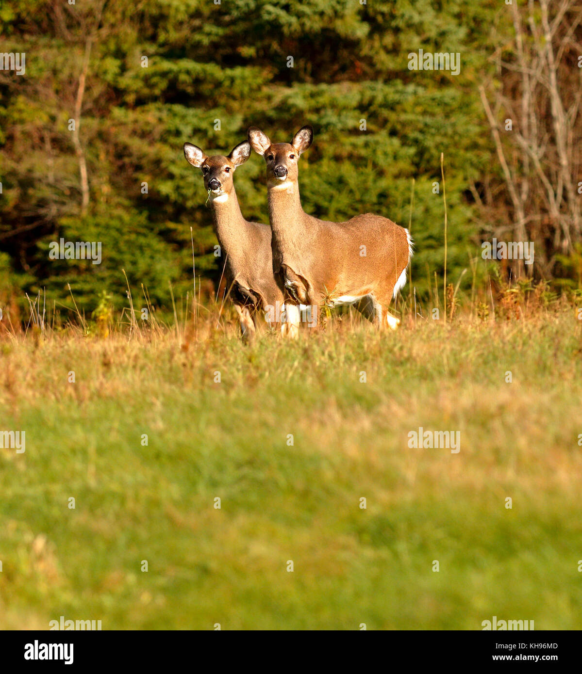 Two white-tailed deer strike similar poses near Sussex, Kings County ...