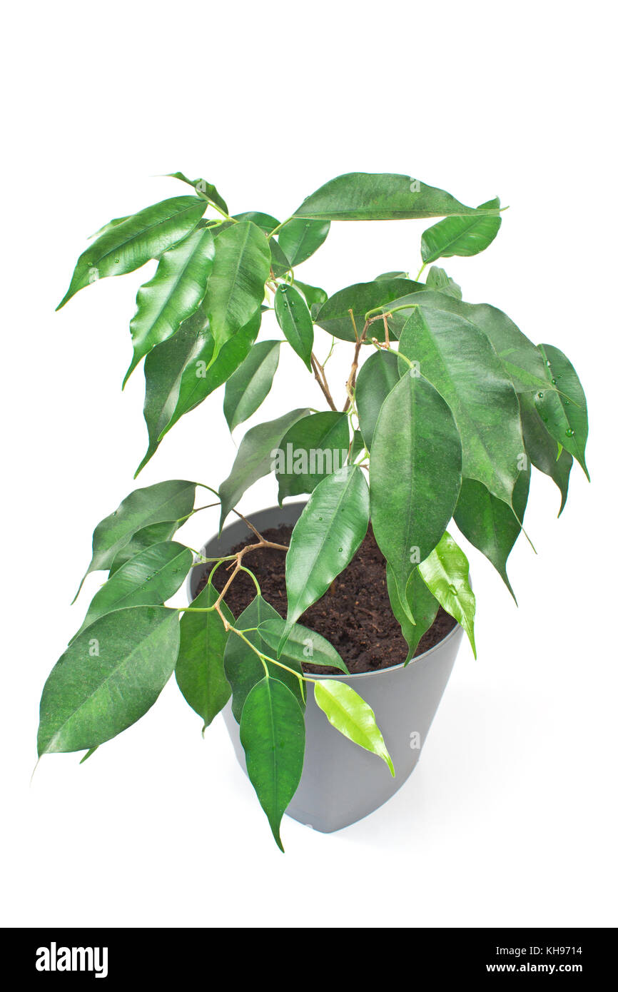 Ficus benjamin plant in pot isolated on white background Stock Photo ...