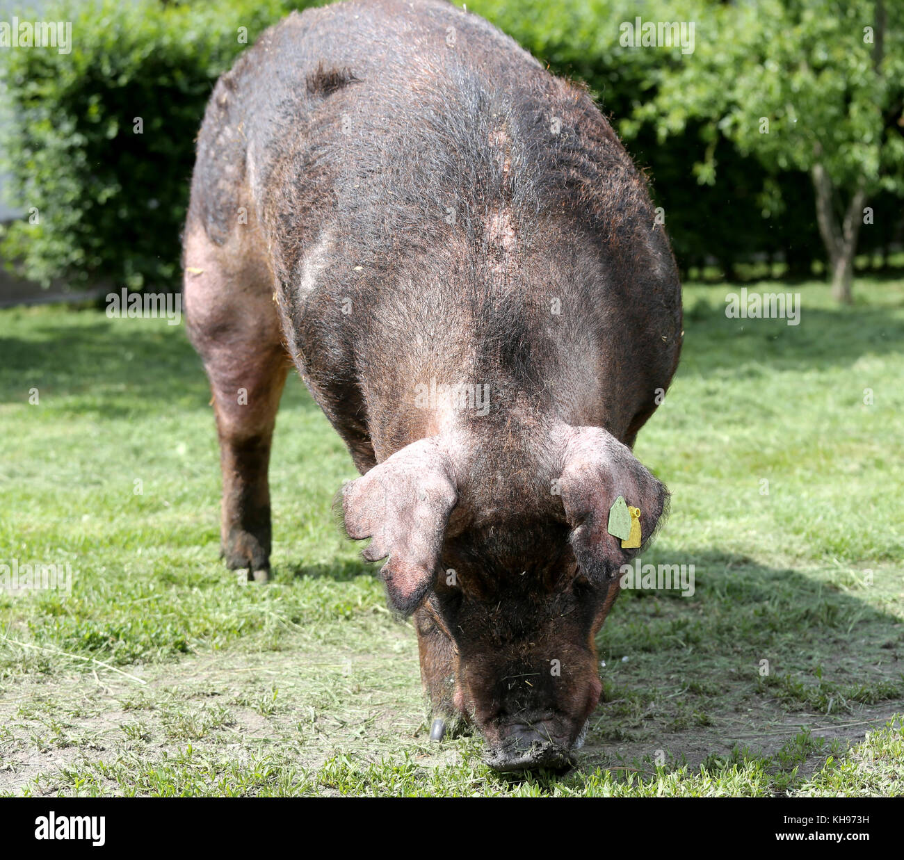 Mighty male pig face closeup at animal farm rural scene summertime ...