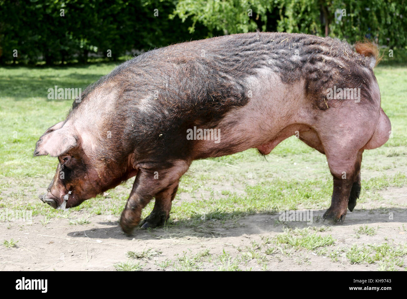 Side view closeup of young pig on green background atrural bio pig farm ...