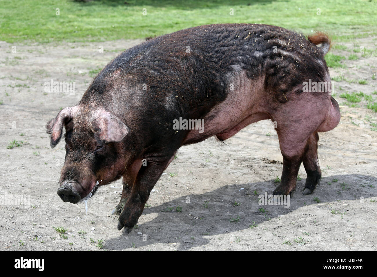 Mighty duroc breed pig eating on meadow. Domestic pig on green grass ...