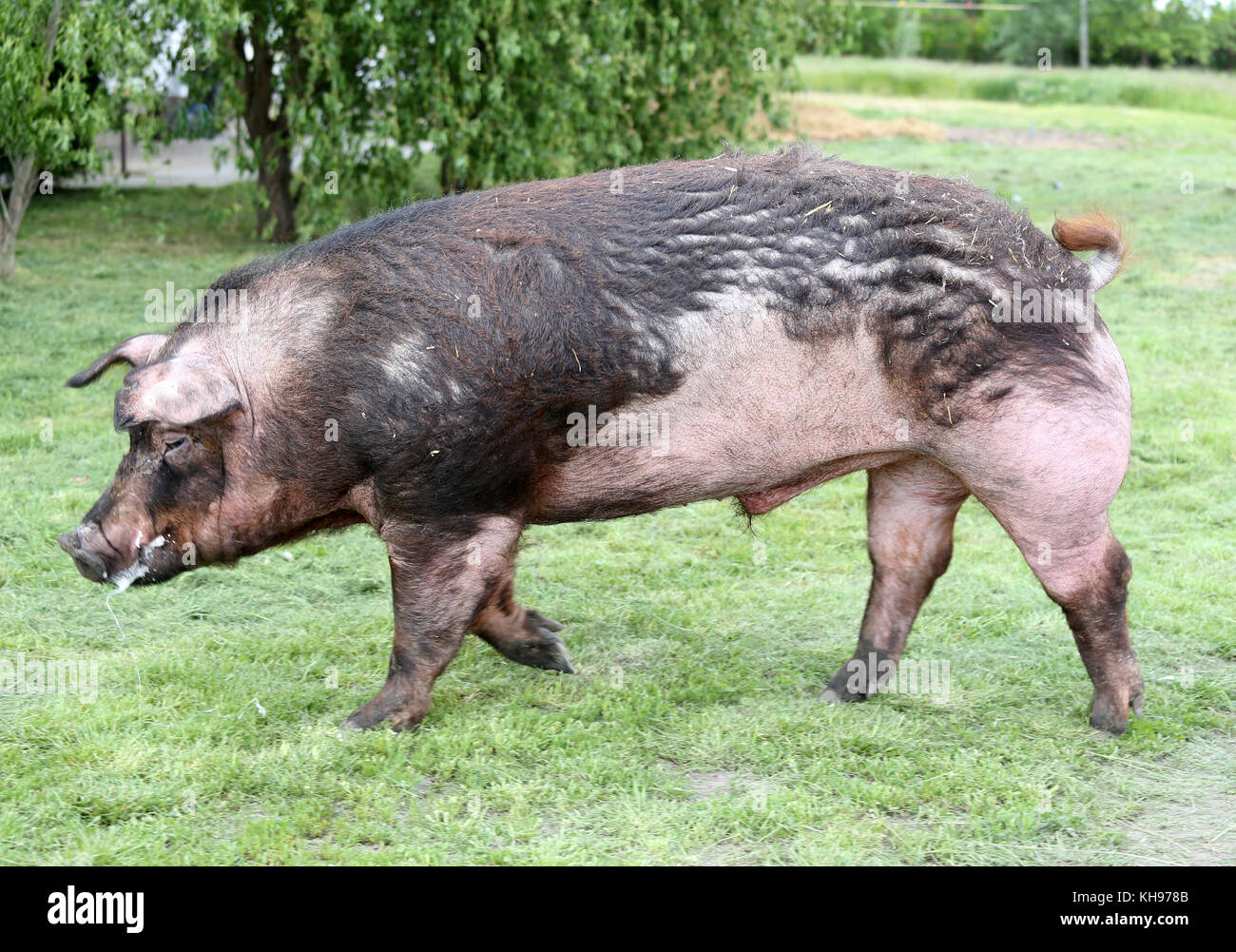 Mighty duroc breed pig eating on meadow. Domestic pig on green grass ...