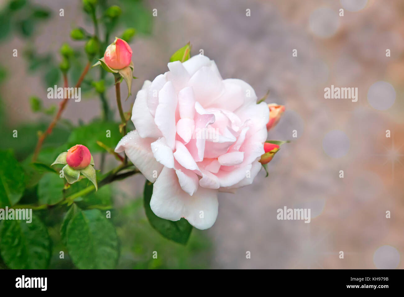 Beautiful pink flower tea-hybrid rose , blooming in the garden ...