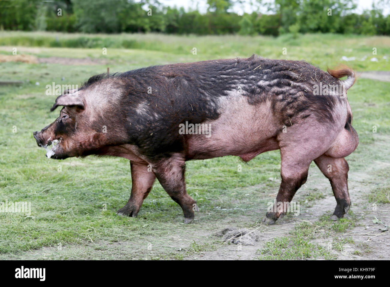 Mighty duroc breed pig eating on meadow. Domestic pig on green grass ...