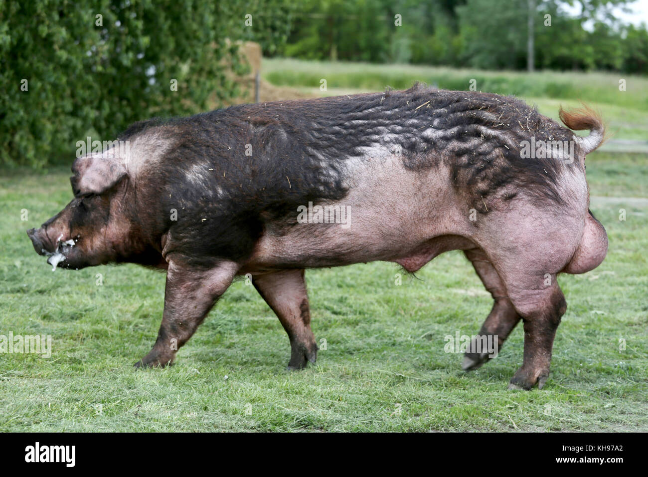 Side view closeup of a mighty male pig on natural green background ...