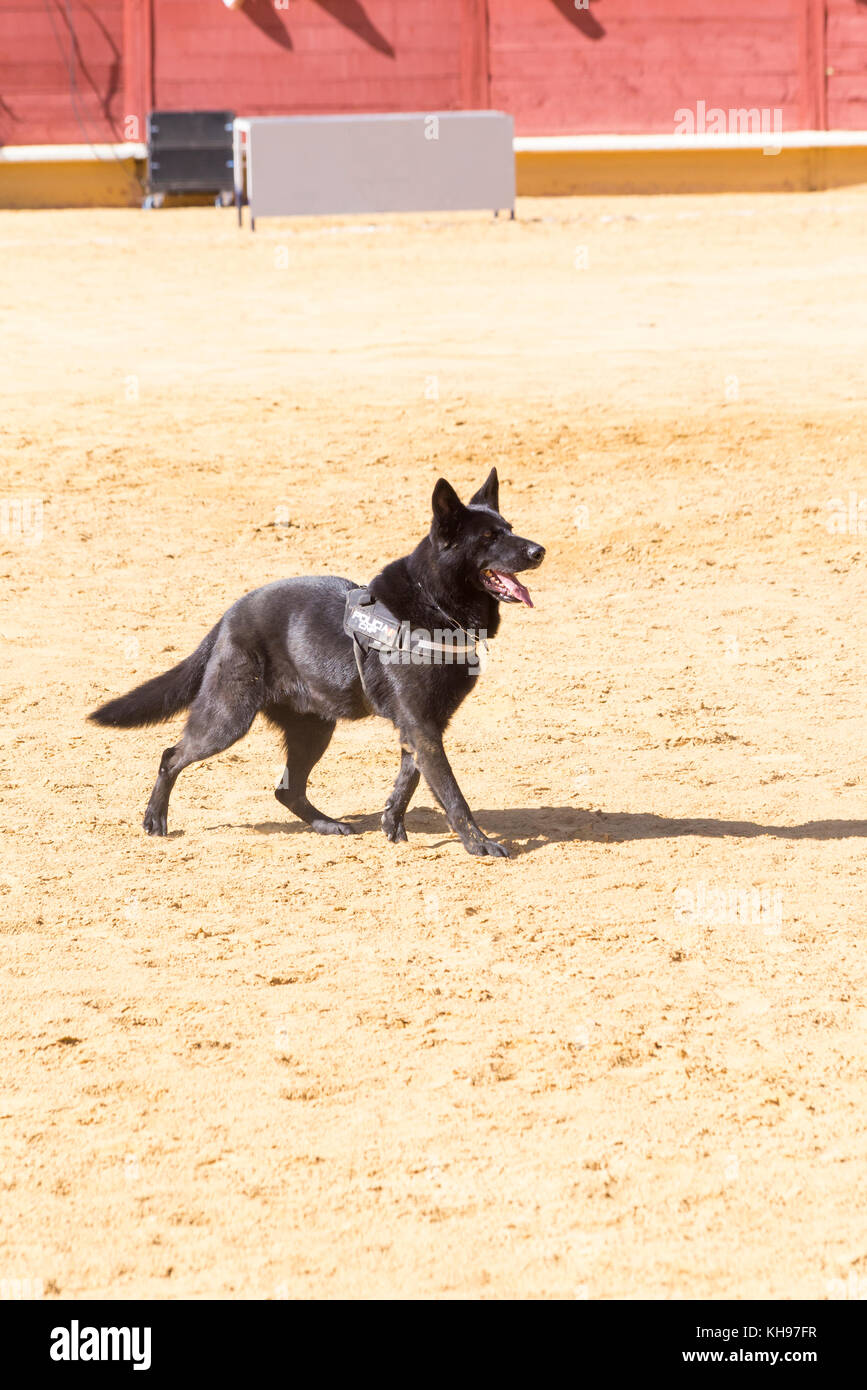 Canine police patrol hi-res stock photography and images - Alamy