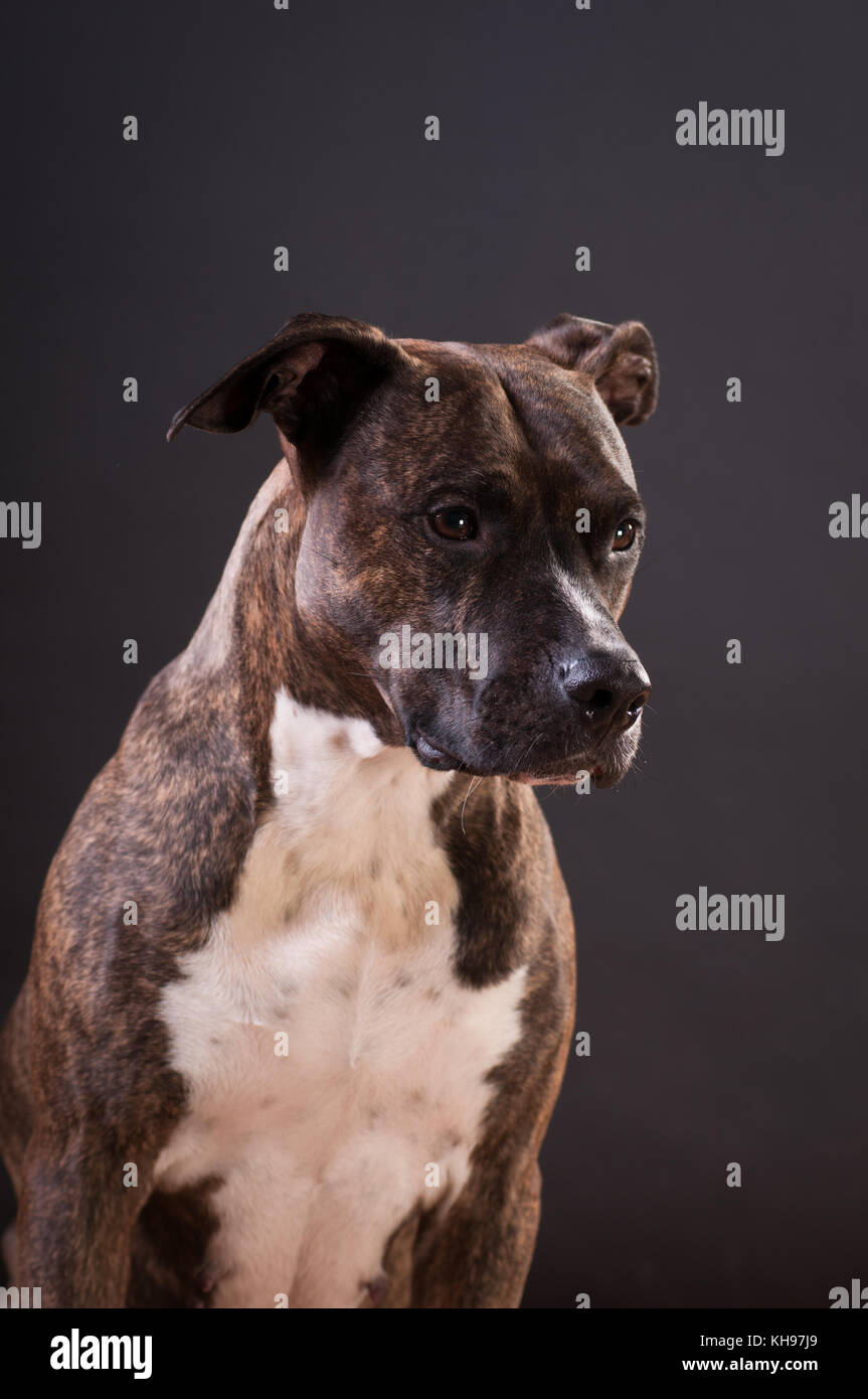 Pitbull terrier portrait at studio on black background Stock Photo - Alamy