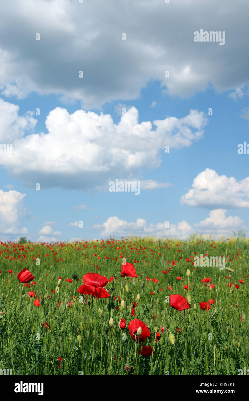 poppy flowers and blue sky meadow landscape Stock Photo - Alamy