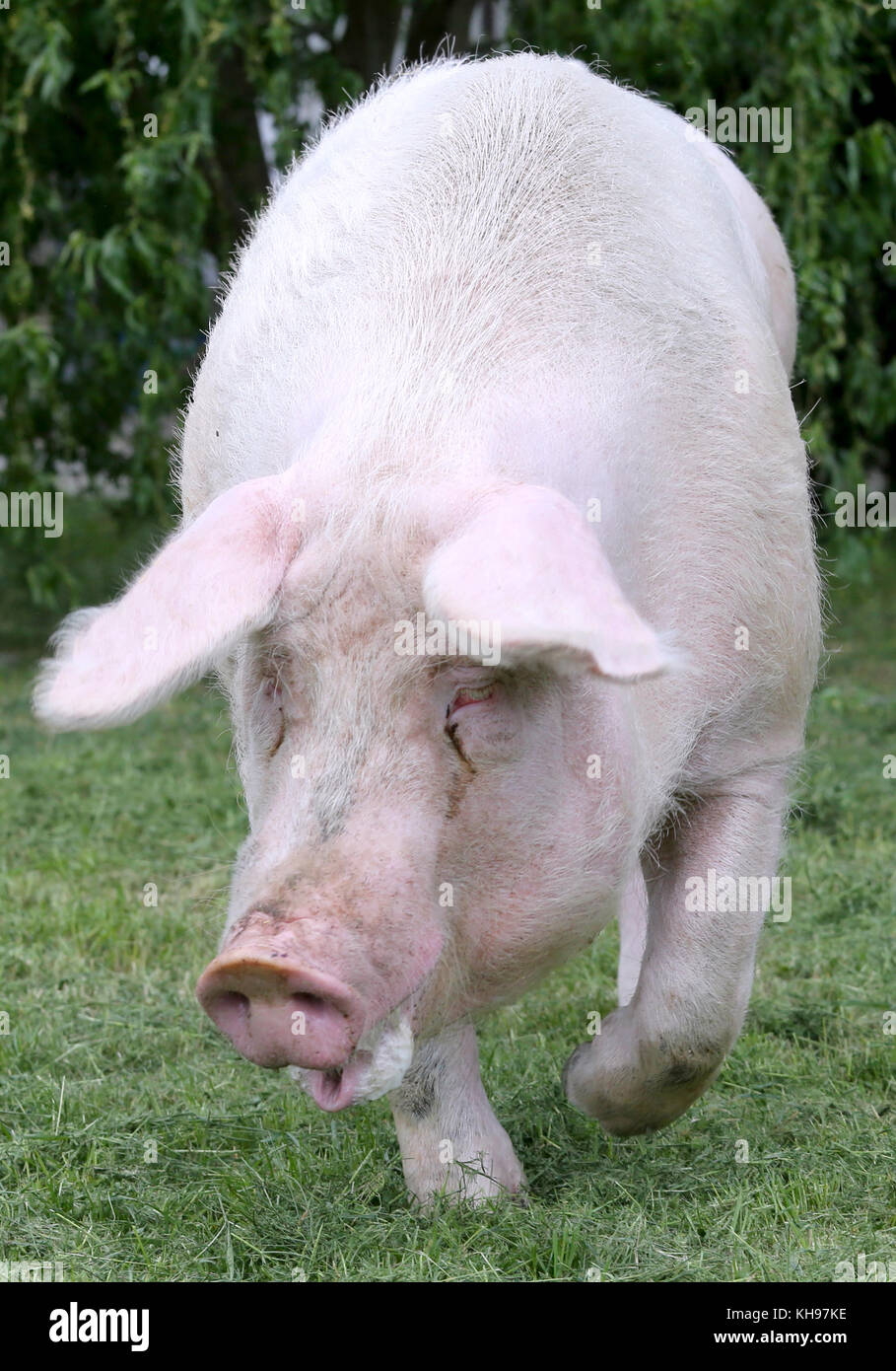 Mighty female domestic pig arrived to the meadow Stock Photo - Alamy