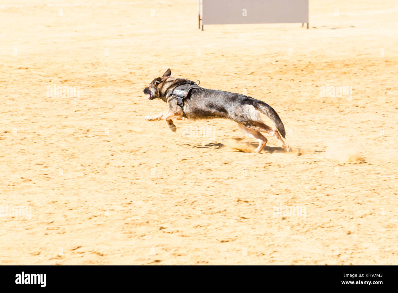 Police Dog Training High Resolution Stock Photography and Images - Alamy