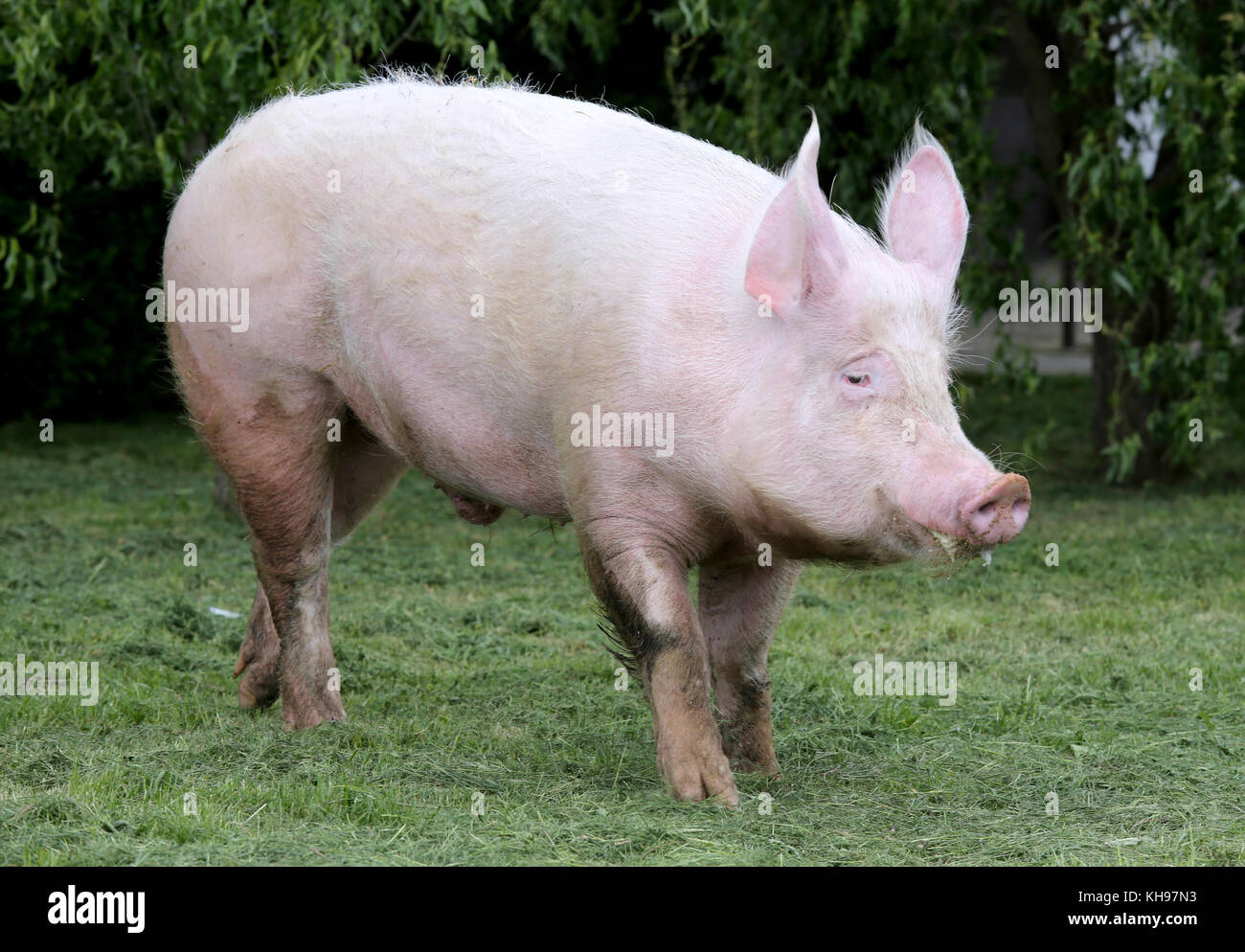 Close-up of a young domestic pig on summer meadow Stock Photo - Alamy