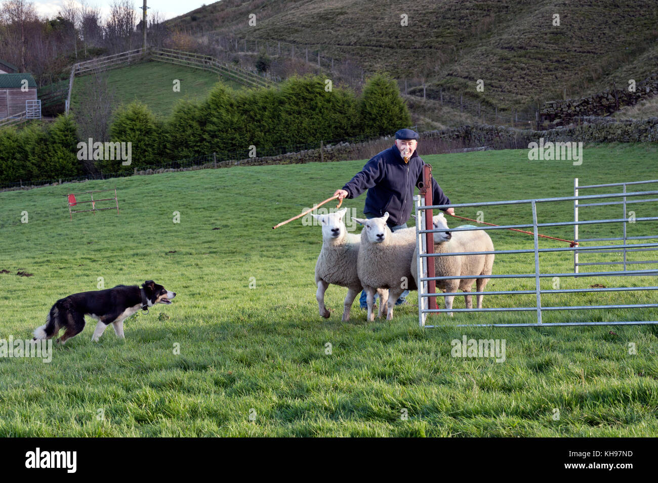 Sheepdog Trials High Resolution Stock Photography and Images - Alamy