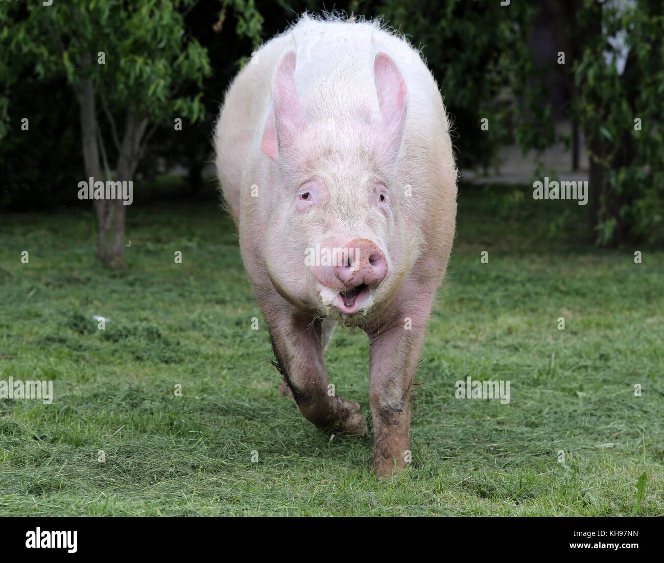 Beautiful giant sow runs across on pasture Stock Photo - Alamy
