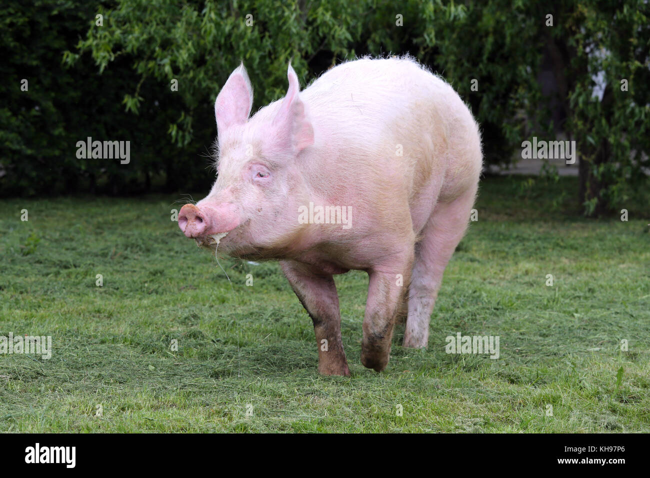 Mighty female domestic pig arrived to the meadow Stock Photo - Alamy