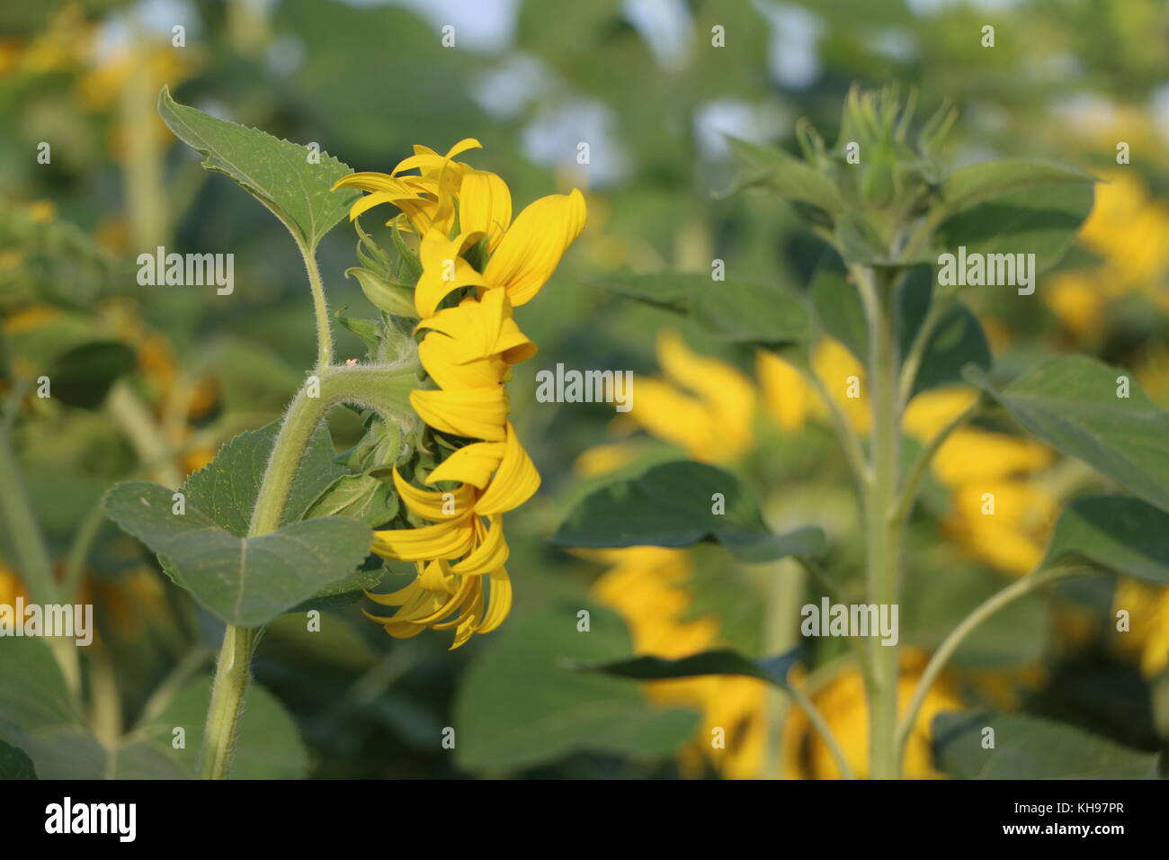 Side view of a sunflower Stock Photo - Alamy