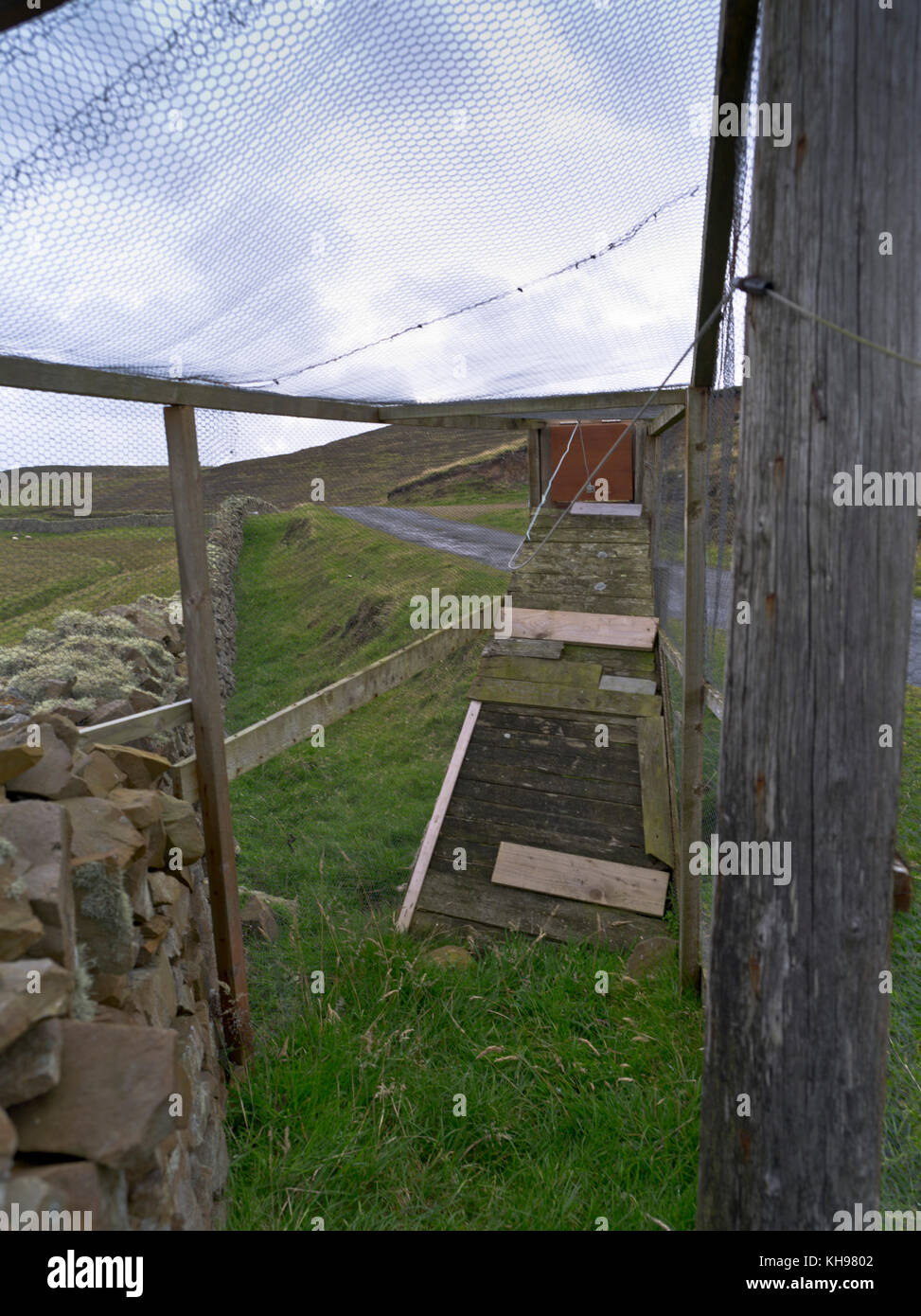 dh Heligoland Bird Trap BIRD UK Inside Bird Observatory ringing Funnel ...