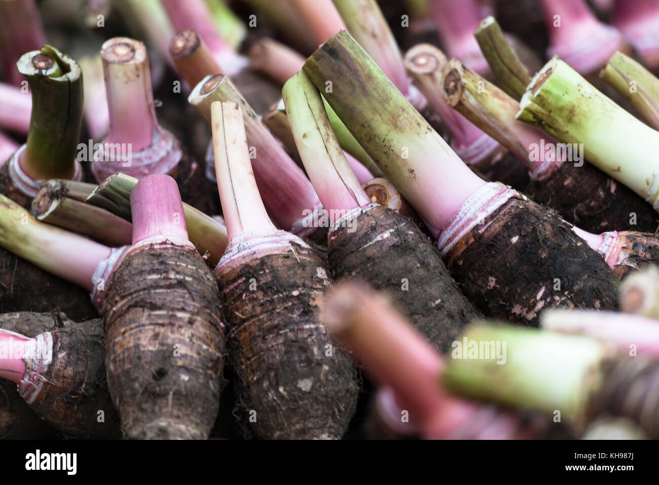Taro Root Stock Photos & Taro Root Stock Images - Alamy
