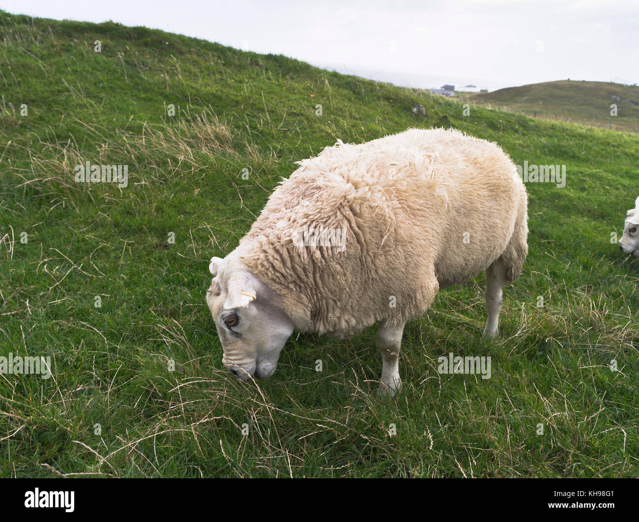 Texel ram hi-res stock photography and images - Alamy