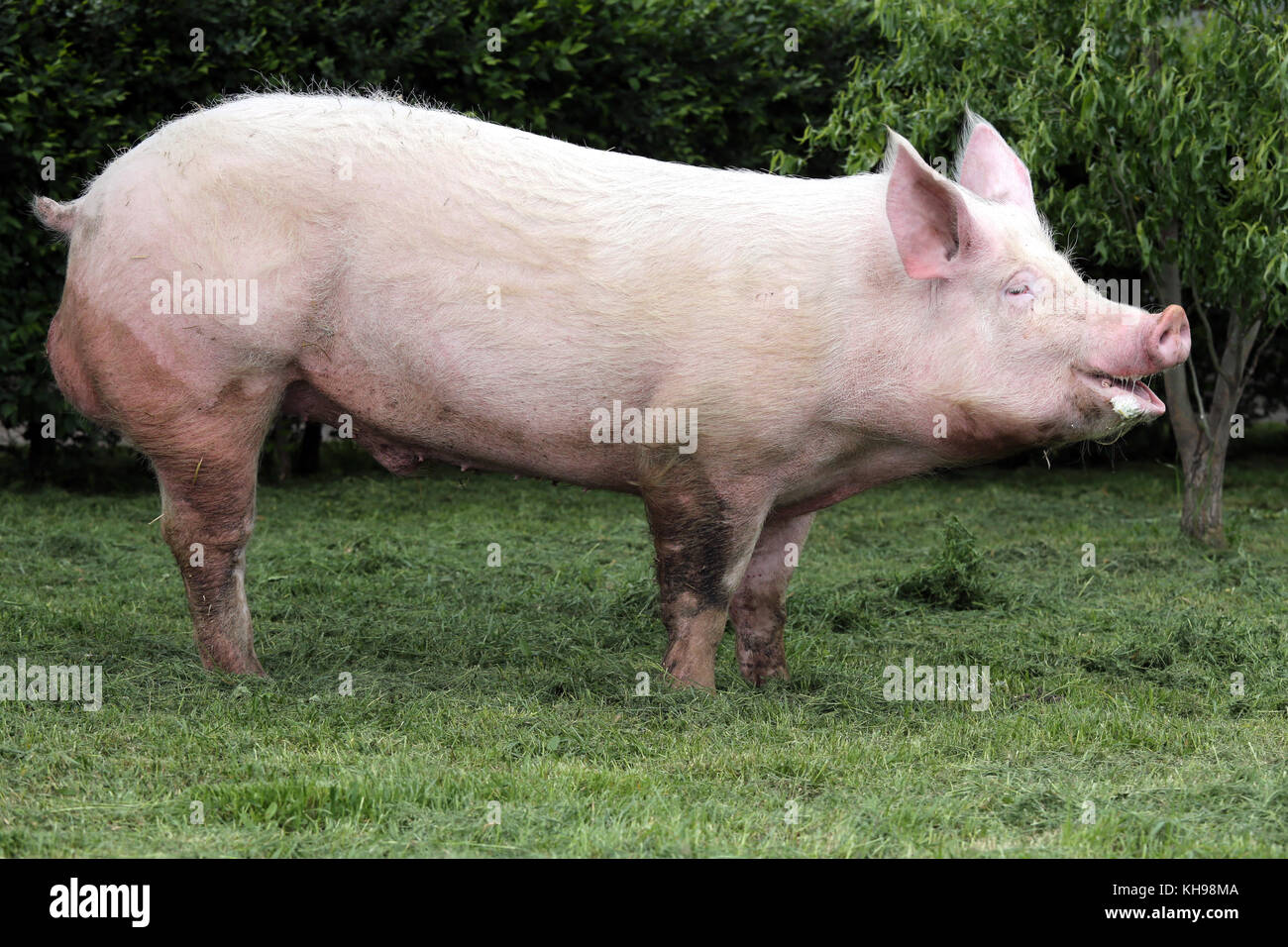 Domestic pink colored sow graze on pasture Stock Photo - Alamy