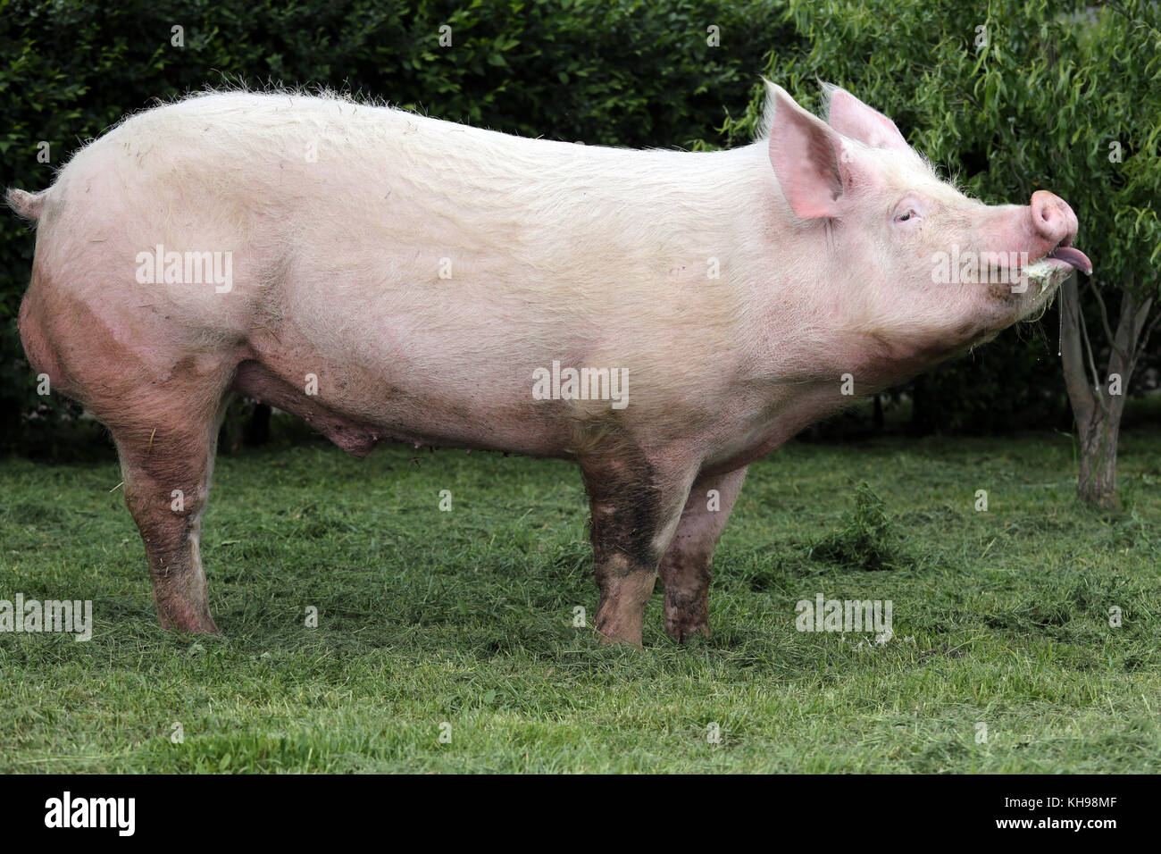 Side view photo of a young domestic pig sow on animal farm summertime ...