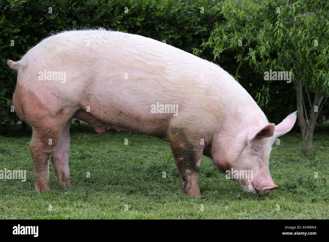 Side view photo of a young domestic pig sow on animal farm summertime ...