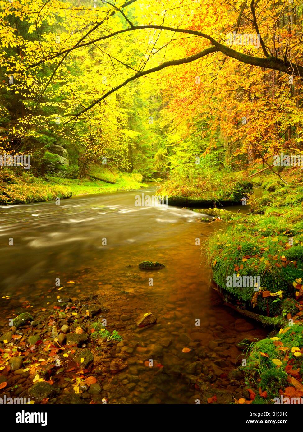 Colors of river. Forest autumn trees by the mountain stream, lovely ...