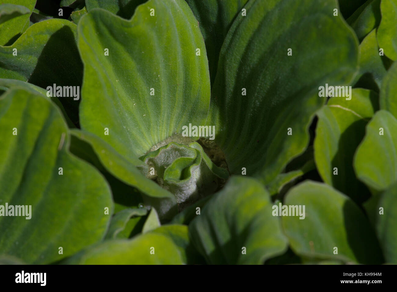 Leaves of water cabbage Pistia stratiotes . Nile cabbage plant ...