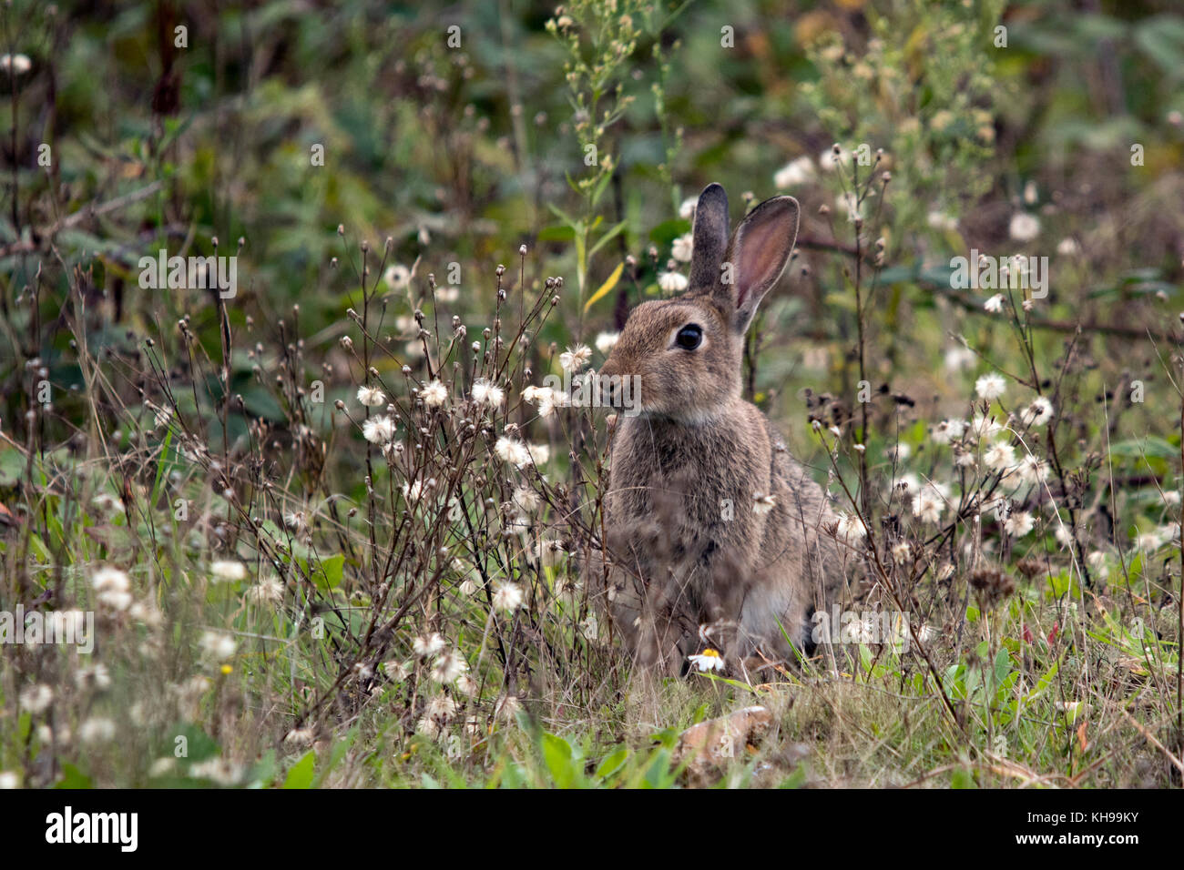 Rabbit appearing on the edge of a river bank, camouflaged by the ...
