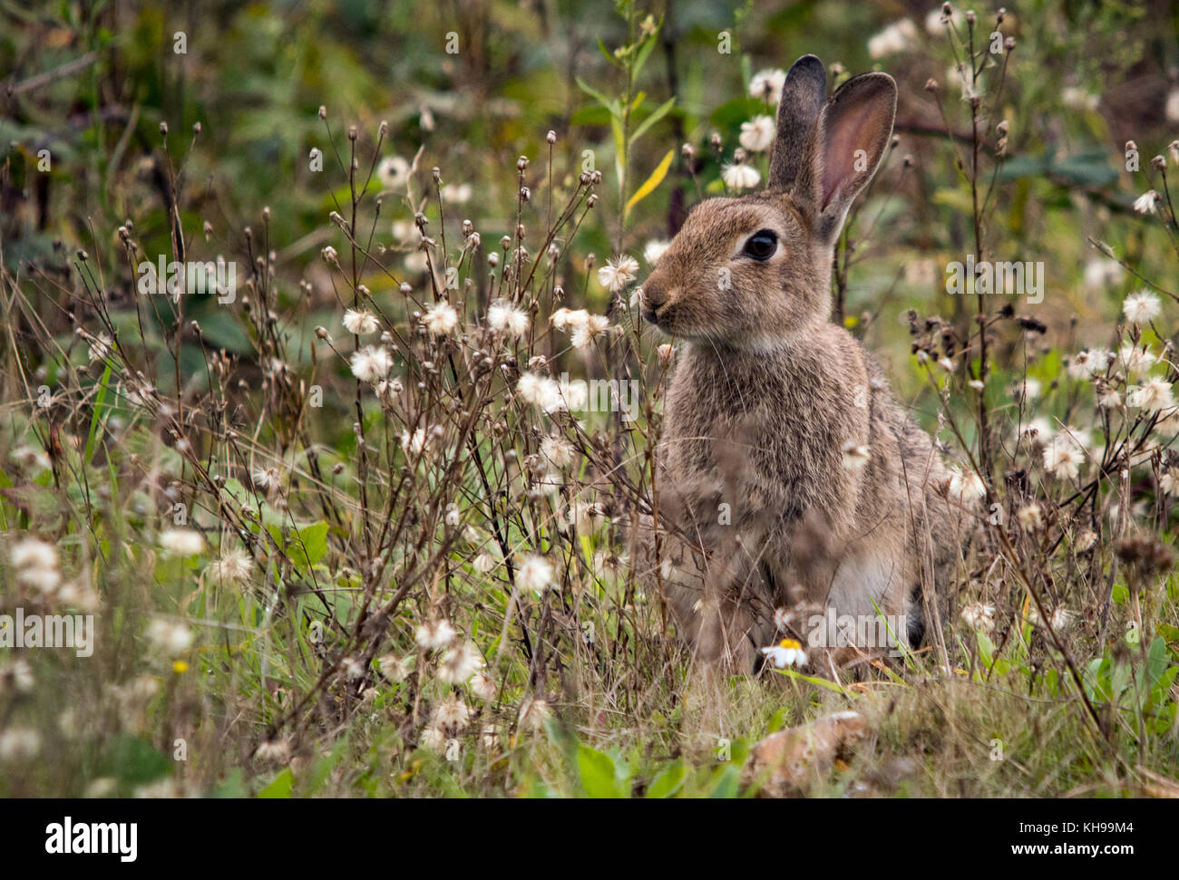 Rabbit appearing on the edge of a river bank, camouflaged by the ...