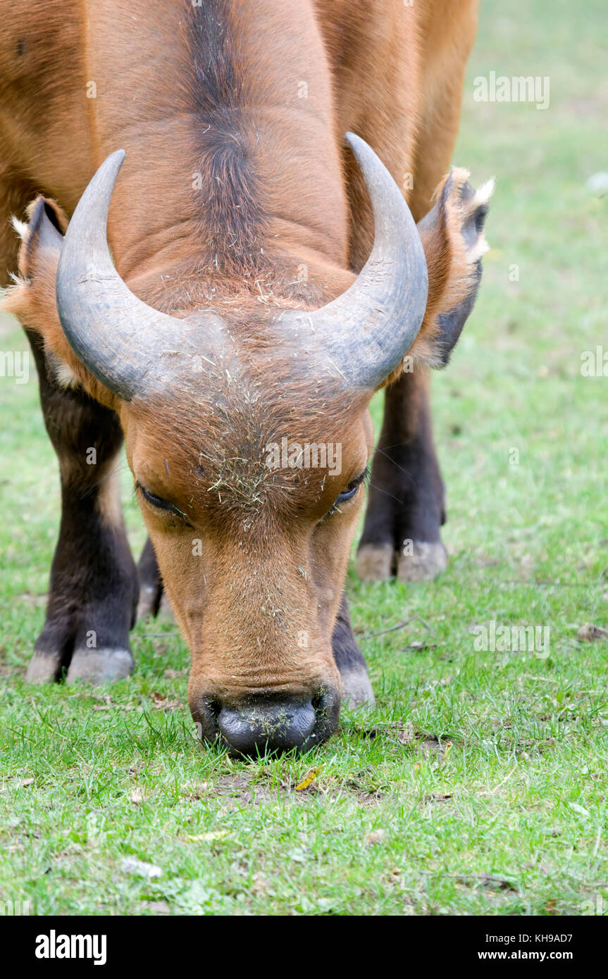 Bali banteng hi-res stock photography and images - Alamy
