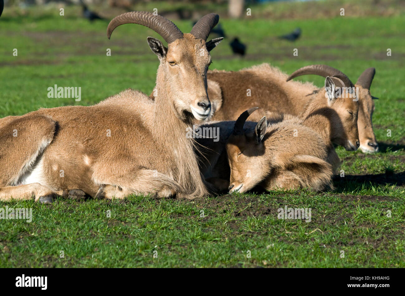 Species Of Caprid Goat Antelope High Resolution Stock Photography and ...