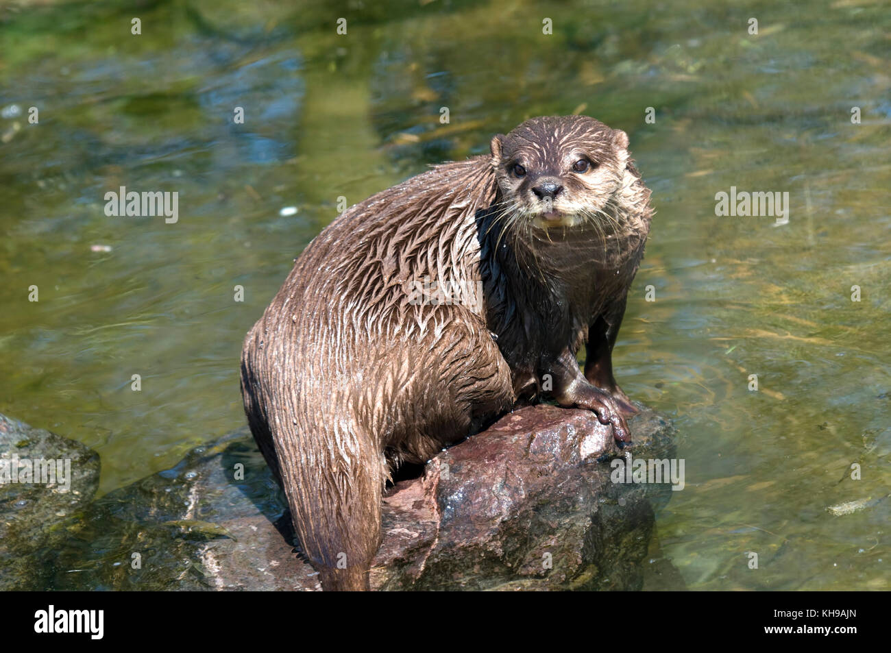 River otter on rock in hi-res stock photography and images - Alamy