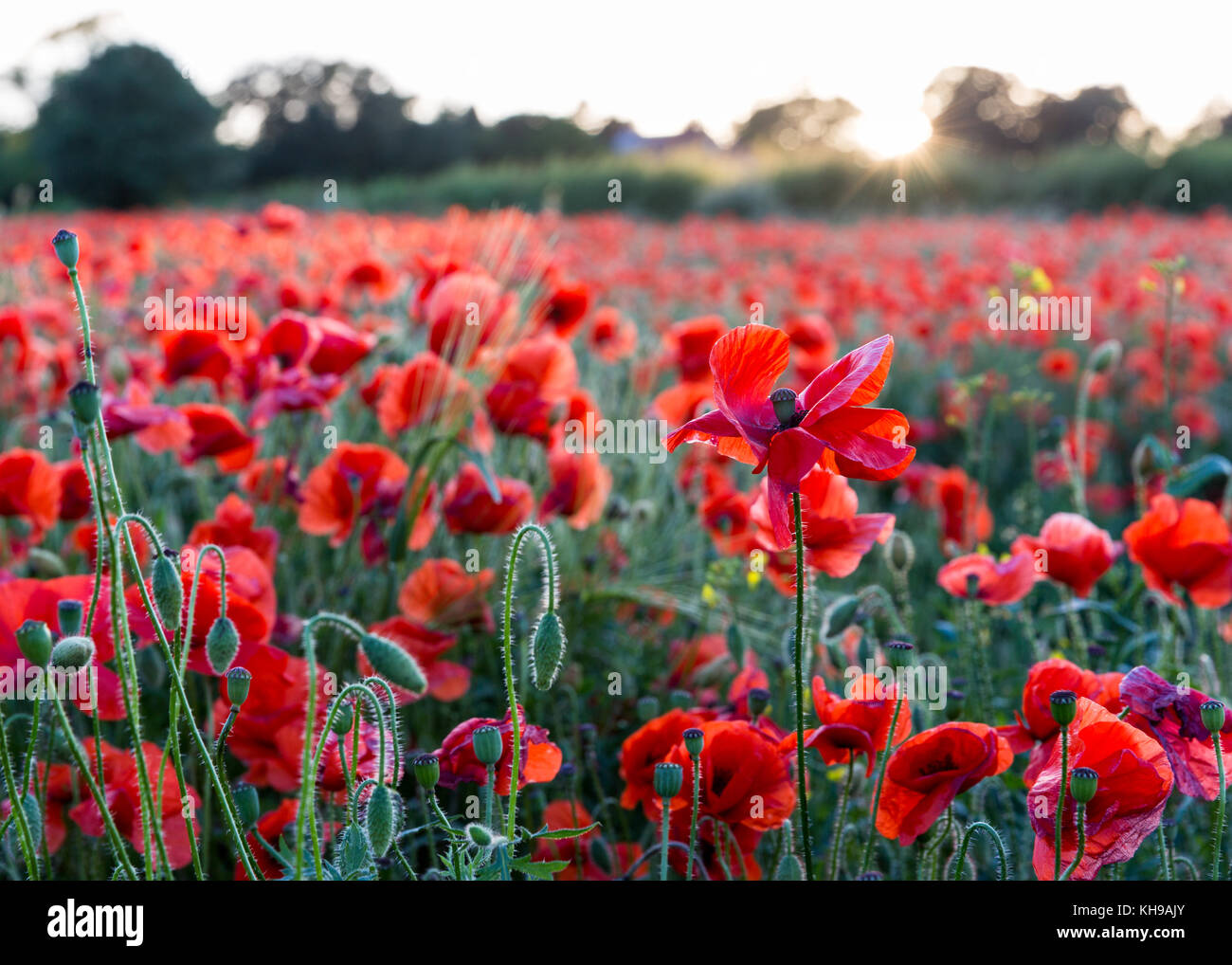 Poppy Field at Sunset, Bilborough Near York Stock Photo - Alamy